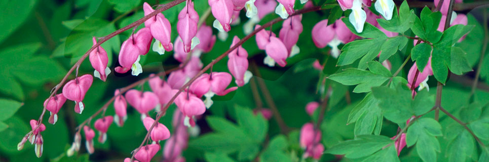 Schoolhouse Press - Schoolhouse Press Titles - Books